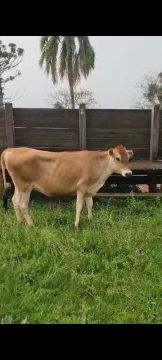 "vaca jersey" - Animais para agropecuária no Brasil