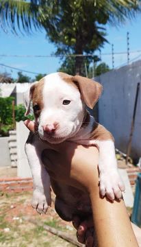 "cachorros pit monster" - Cachorros no Brasil
