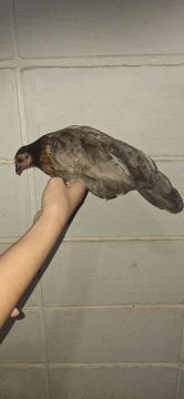 "garnizes nagasaki" no Brasil