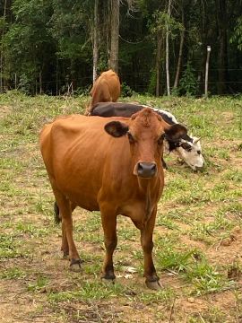 "vaca jersey" - Animais para agropecuária no Brasil