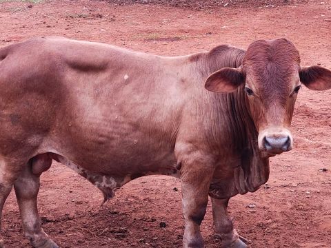 "boi mini boi" - Animais para agropecuária no Brasil
