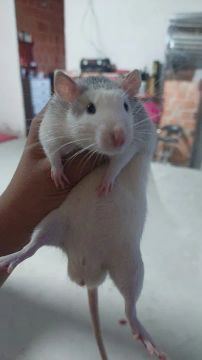 "rato twister venda" - Roedores no Brasil