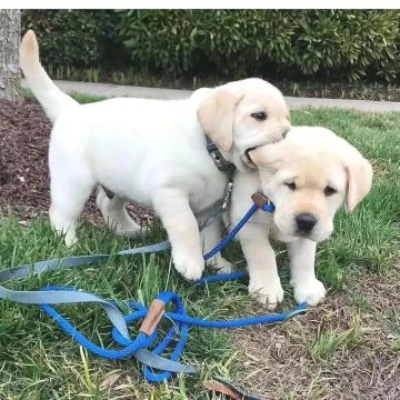 "filhote labrador puro" - Cachorros no Brasil