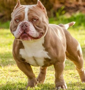 "american bully micro" - Cachorros no Brasil