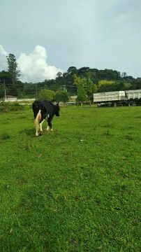 "vaca jersey" - Animais para agropecuária no Brasil