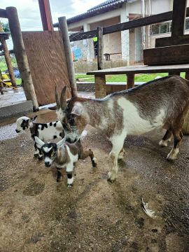 "mini cabras" no Brasil