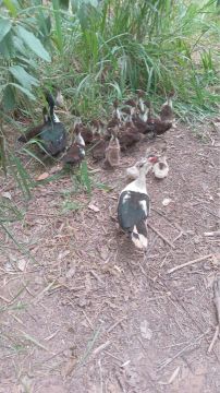"filhotes de patos" - Outros animais no Brasil