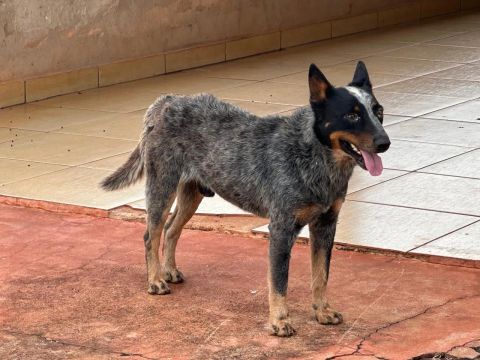 "cachorros burriler" - Cachorros no Brasil