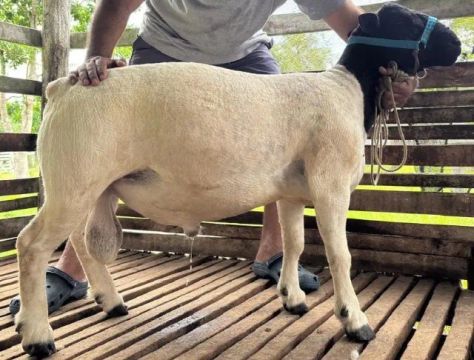 "carneiros dorper" no Brasil