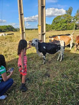 "mini vaca" - Animais para agropecuária no Brasil