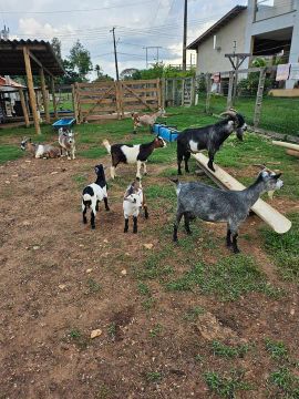 "mini cabras" no Brasil