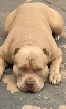 "cachorros pit monster" - Cachorros no Brasil