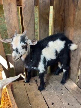 "mini cabrito" no Brasil