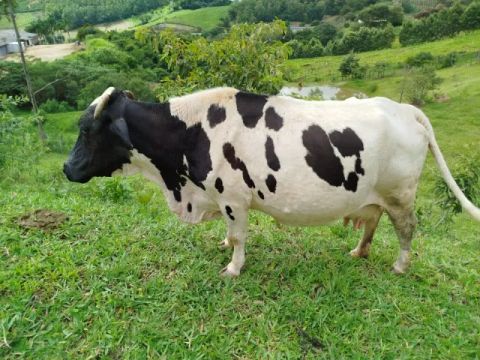 "mini vaca" - Animais para agropecuária no Brasil