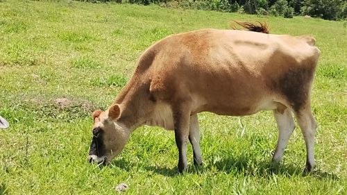 "vaca jersey" - Animais para agropecuária no Brasil