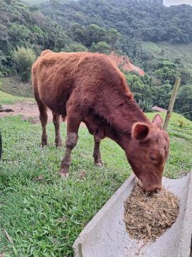 "bezerro angus" no Brasil