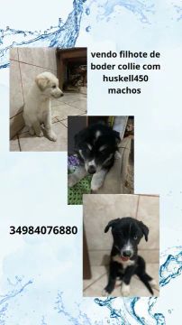 "bode filhote" no Brasil