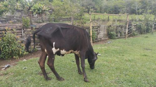 "vaca magra" no Brasil