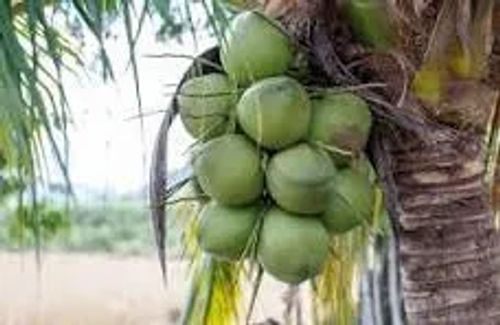 "coco verde" no Brasil