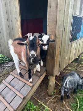 "mini cabras" no Brasil
