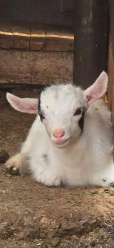 "mini cabras" no Brasil