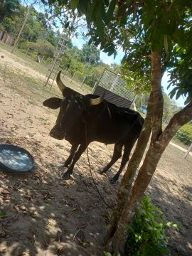 Animais para agropecuária em Manaus e região, AM