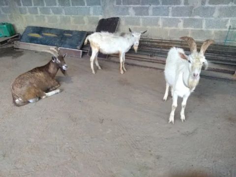 "bode filhote" no Brasil