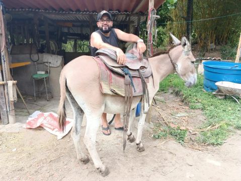 "jumentos" no Brasil