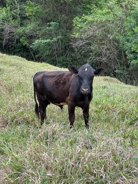 "boi mini boi" - Animais para agropecuária no Brasil