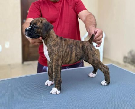 "filhotes de boxer" - Cachorros no Brasil