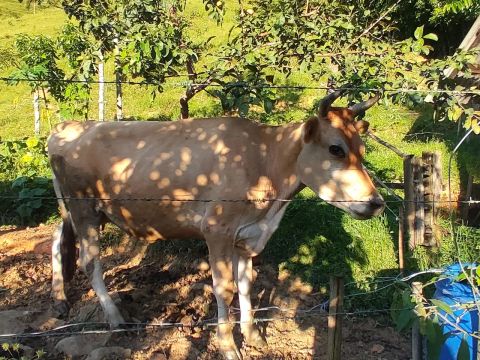 "vaca jersey" - Animais para agropecuária no Brasil
