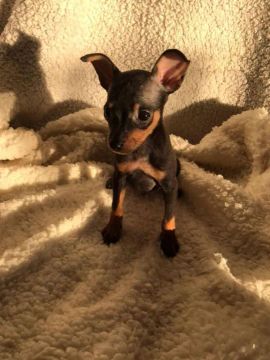 "pinscher 00 miniatura" - Cachorros no Brasil
