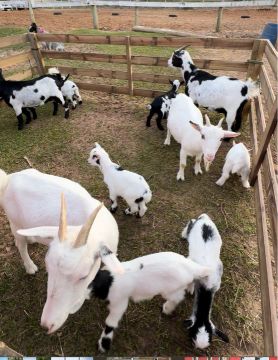 "mini cabras" no Brasil