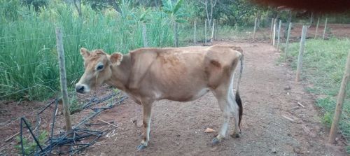 "vaca jersey" - Animais para agropecuária no Brasil
