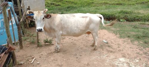 "mini vaca" - Animais para agropecuária no Brasil