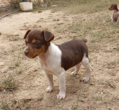 "filhotes de fox paulistinha" - Cachorros no Brasil