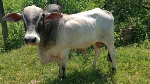 "garrote nelore" - Animais para agropecuária no Brasil