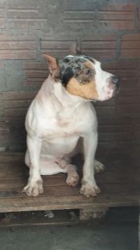 "cachorros pit monster" - Cachorros no Brasil