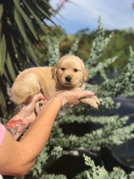 "golden femea" - Cachorros no Brasil