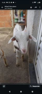 "bode filhote" no Brasil