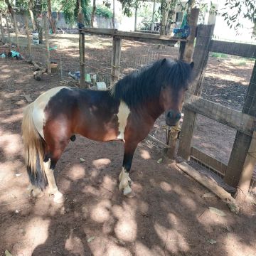 "mini ponei" no Brasil