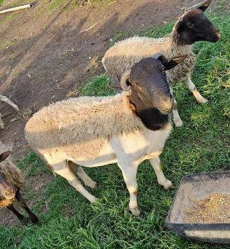 "carneiros dorper" no Brasil