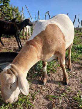 "carneiros dorper" no Brasil