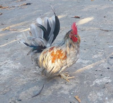 "garnizes nagasaki" no Brasil