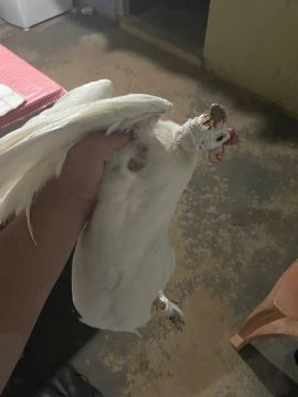 "galinha da angola" - Outros animais no Brasil