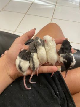 "rato twister venda" - Roedores no Brasil