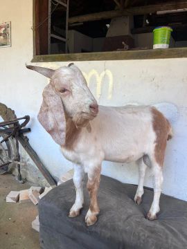 "bode filhote" no Brasil