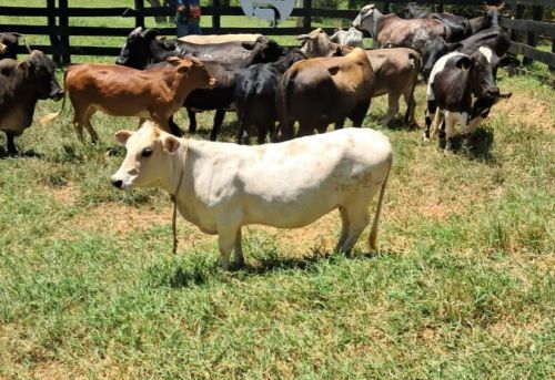 "mini vaca" - Animais para agropecuária no Brasil