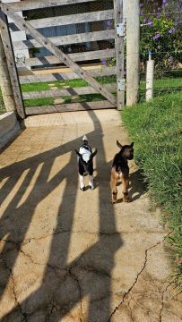 "bode filhote" no Brasil