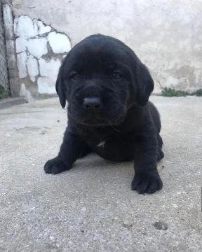 "filhote labrador puro" - Cachorros no Brasil